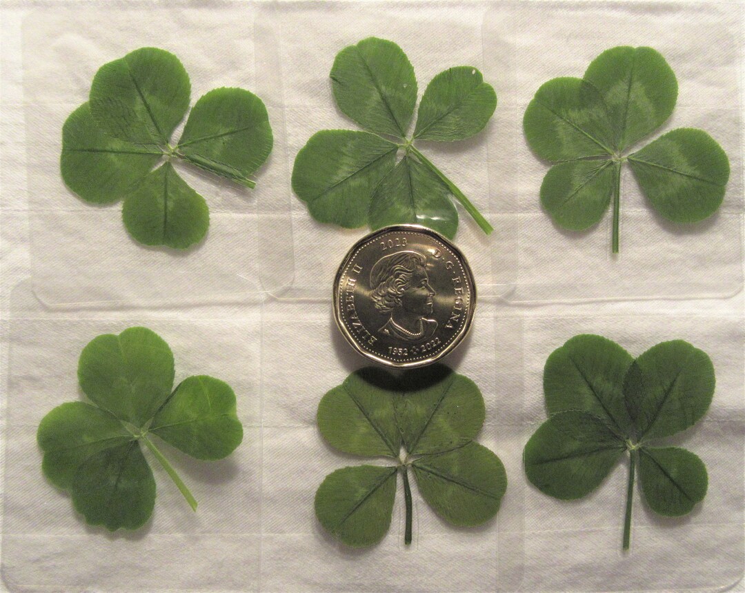 Real FOUR LEAF CLOVERS 6 Pak Laminated lucky 2023, Clover Cards - Etsy ...