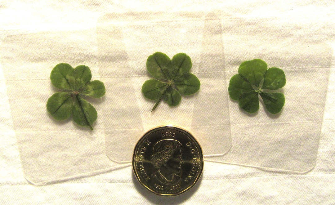 Tiny FIVE LEAF CLOVERS 3 Pak Laminated lucky 2023, Clover Cards - Etsy