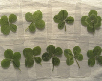 Real FOUR LEAF CLOVERS 6 Pak Laminated lucky 2023, Clover Cards - Etsy