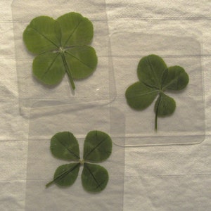 Real, FOUR LEAF CLOVERS, 6 Pak, Laminated lucky 2023, Clover Cards - Etsy