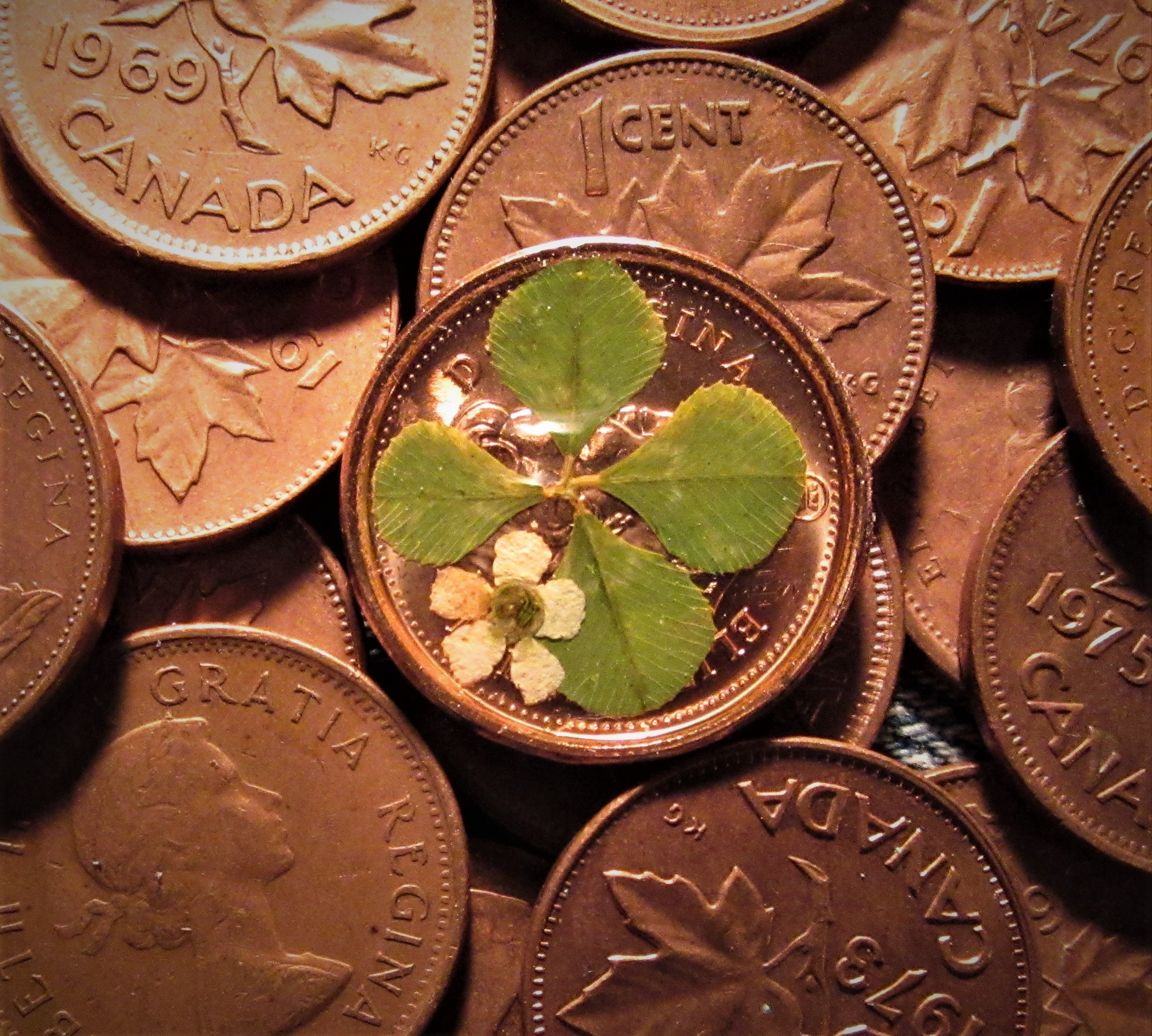 4 LEAF CLOVER Dried Flower Lucky Penny MAGNETIC Canadian | Etsy