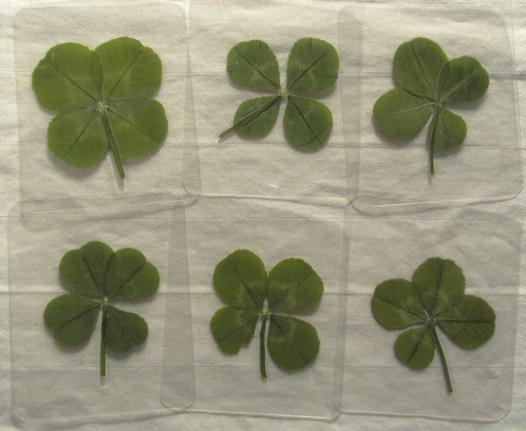 Real, FOUR LEAF CLOVERS, 6 Pak, Laminated lucky 2023, Clover Cards - Etsy