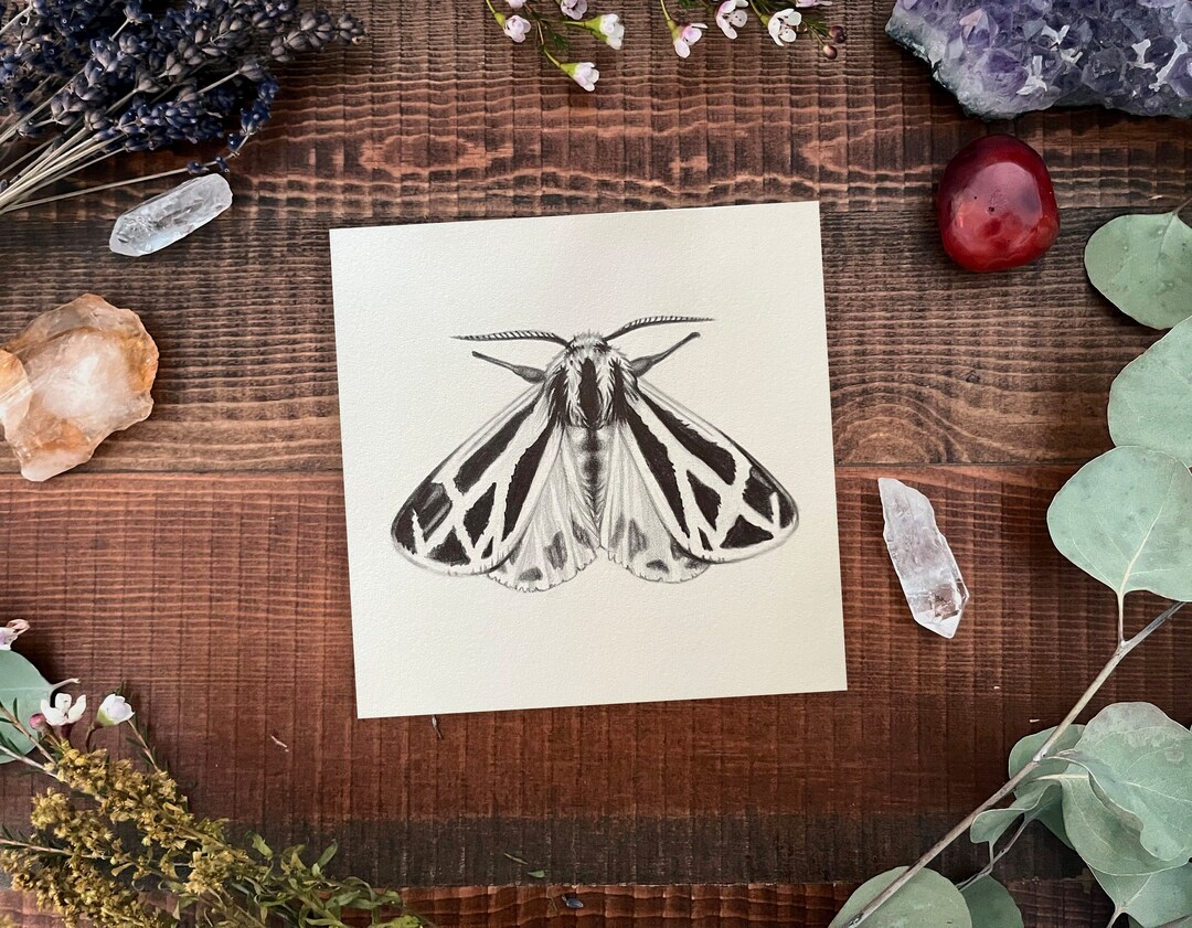 Moth Study Original 5 X 5 Drawing - Etsy