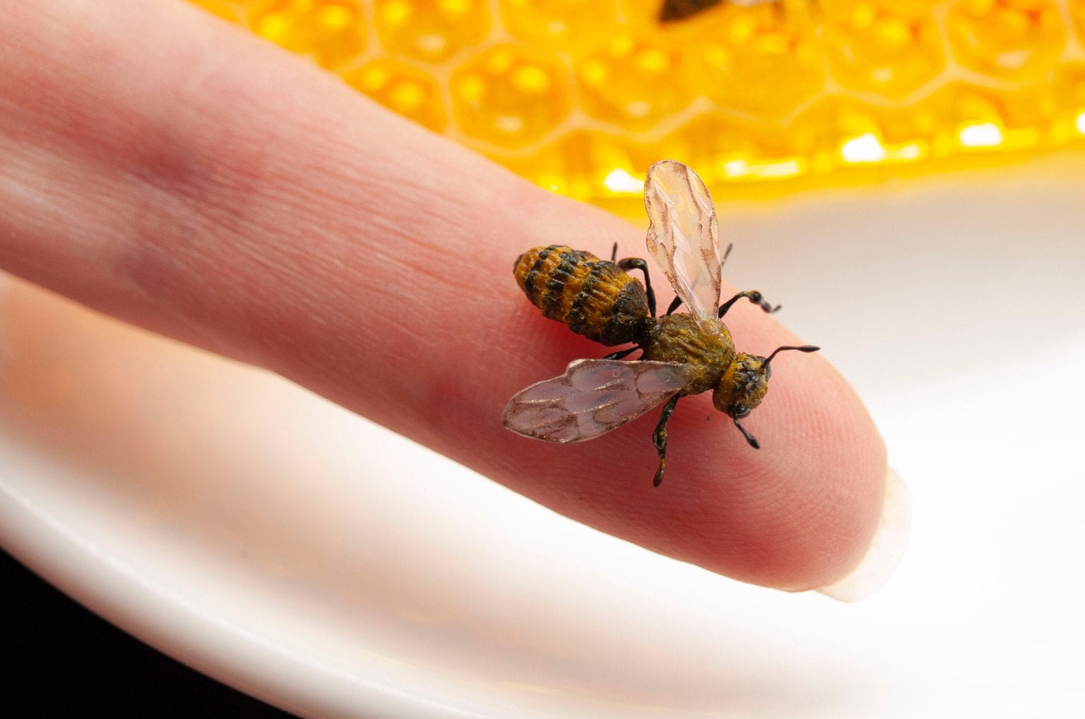 Realistic bee décor busy honeybee miniature figurine plant | Etsy