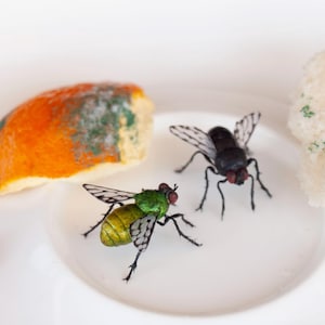 Realistic Fly Insect, Flies Insect Miniature Sculptures, Fake Bugs ...