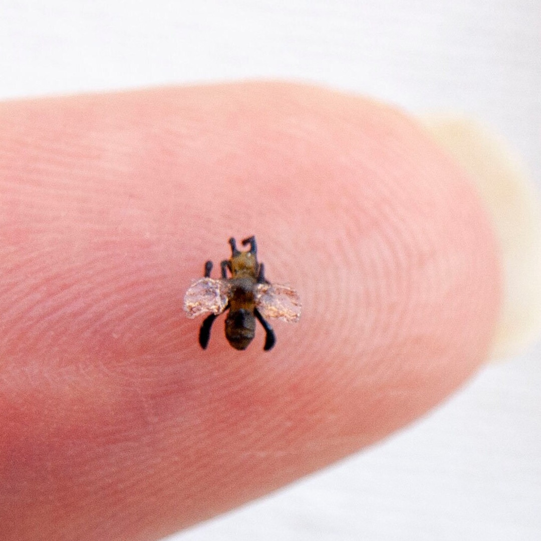 Realistic Micro Bee Décor, Busy Honeybee Miniature Figurine, Plant ...