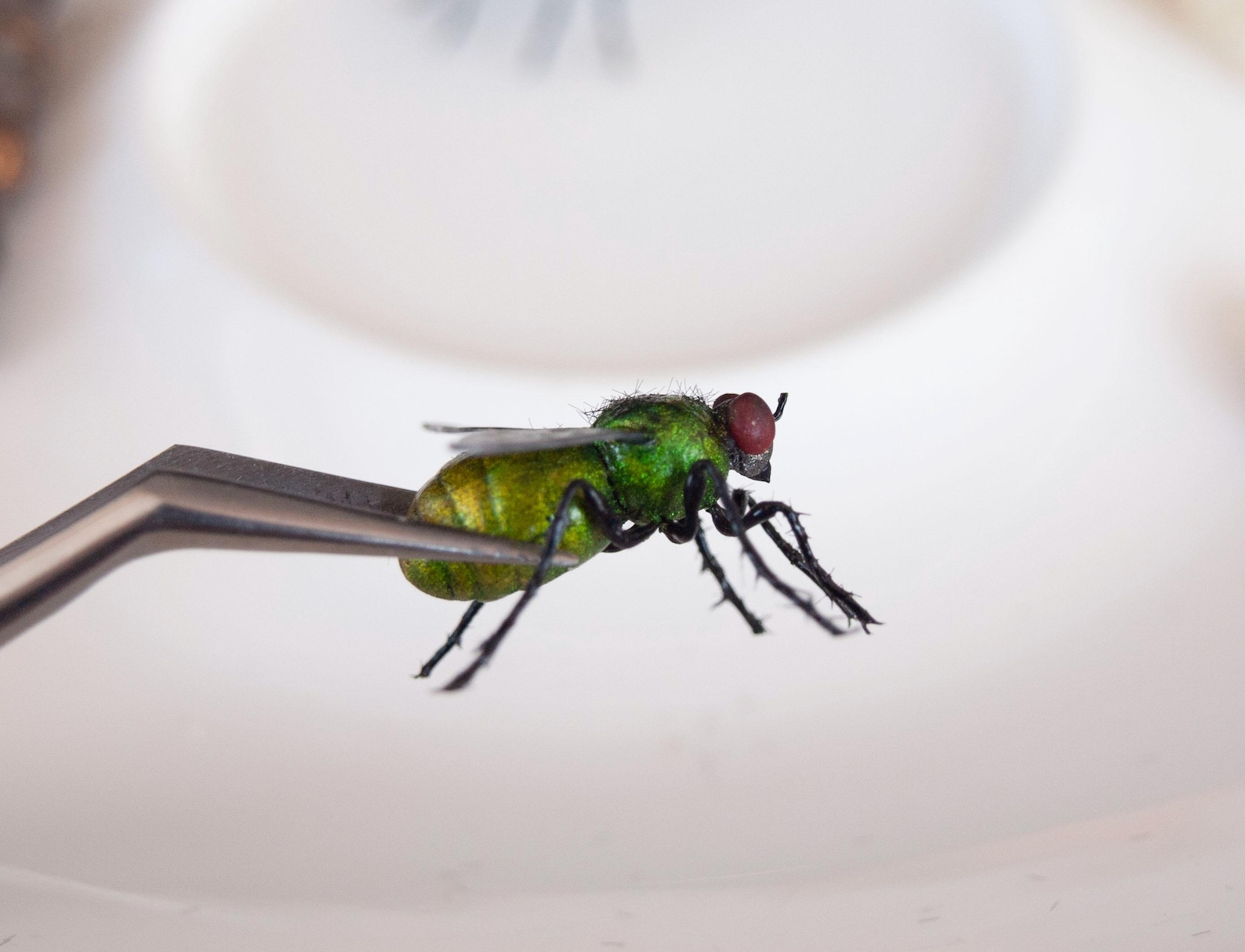 Realistic Fly Insect Miniature Sculpture: Polymer Clay Replica - Etsy