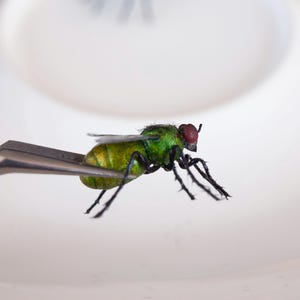 Realistic Fly Insect, Flies Insect Miniature Sculptures, Fake Bugs ...