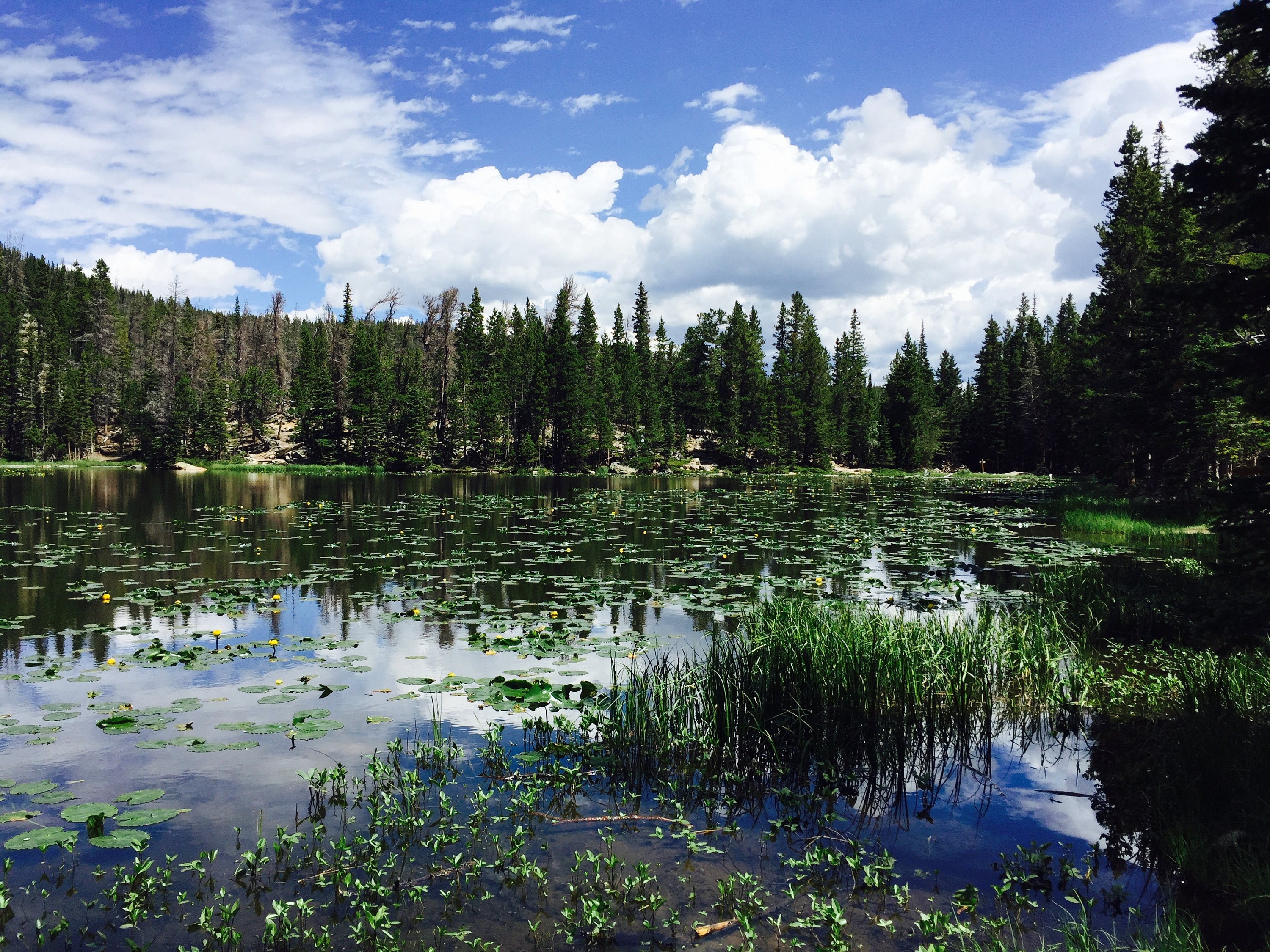 Nymph Lake Rocky Mountain National Park - Etsy