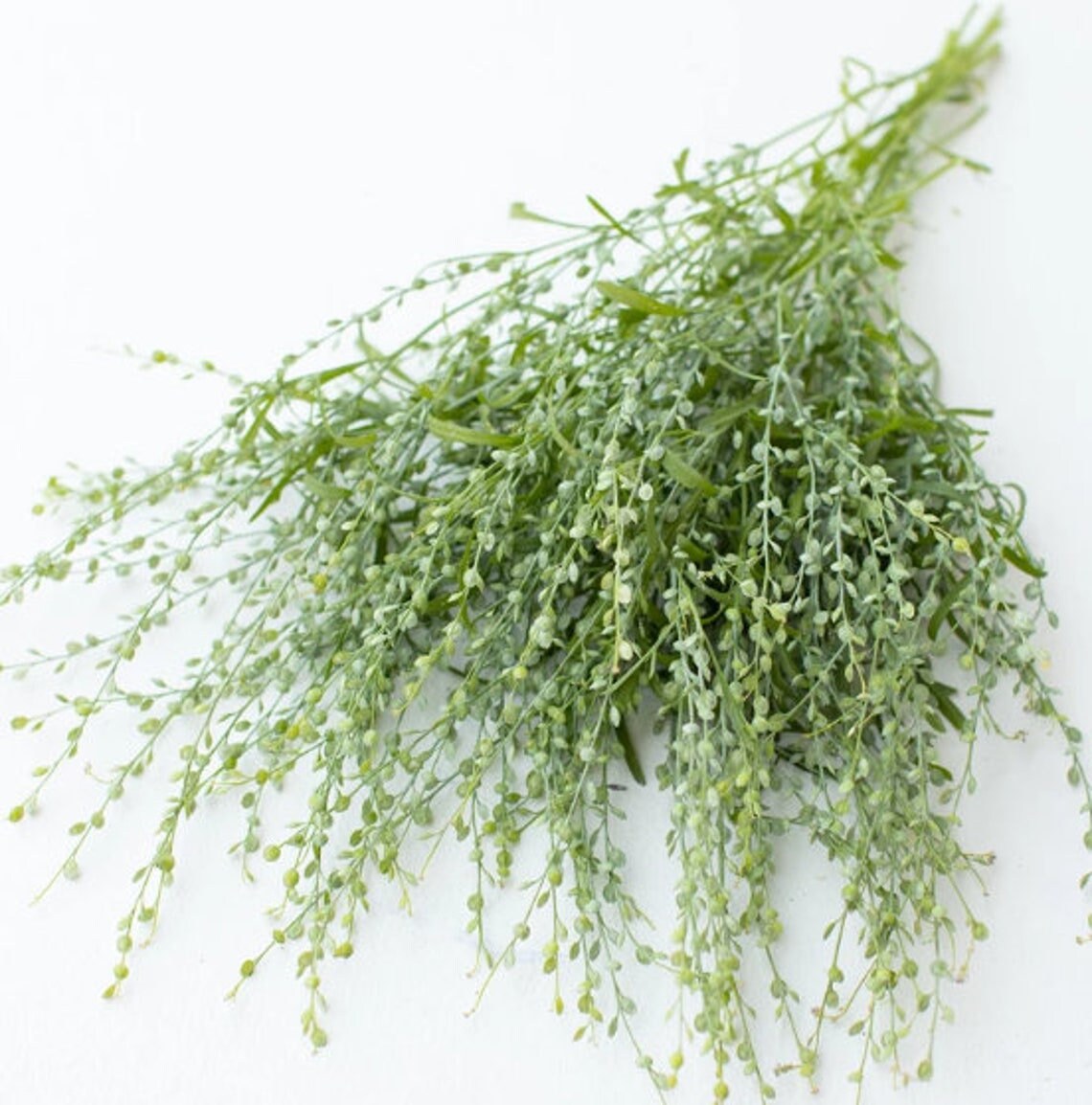 Florist Type ' PERSIAN CRESS' 50 /pkt - Cut Flower/filler/florist - Etsy