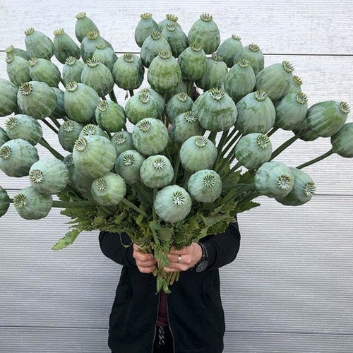 Poppy the Giant Rattle Poppy Heirloom Seeds 50 - Etsy