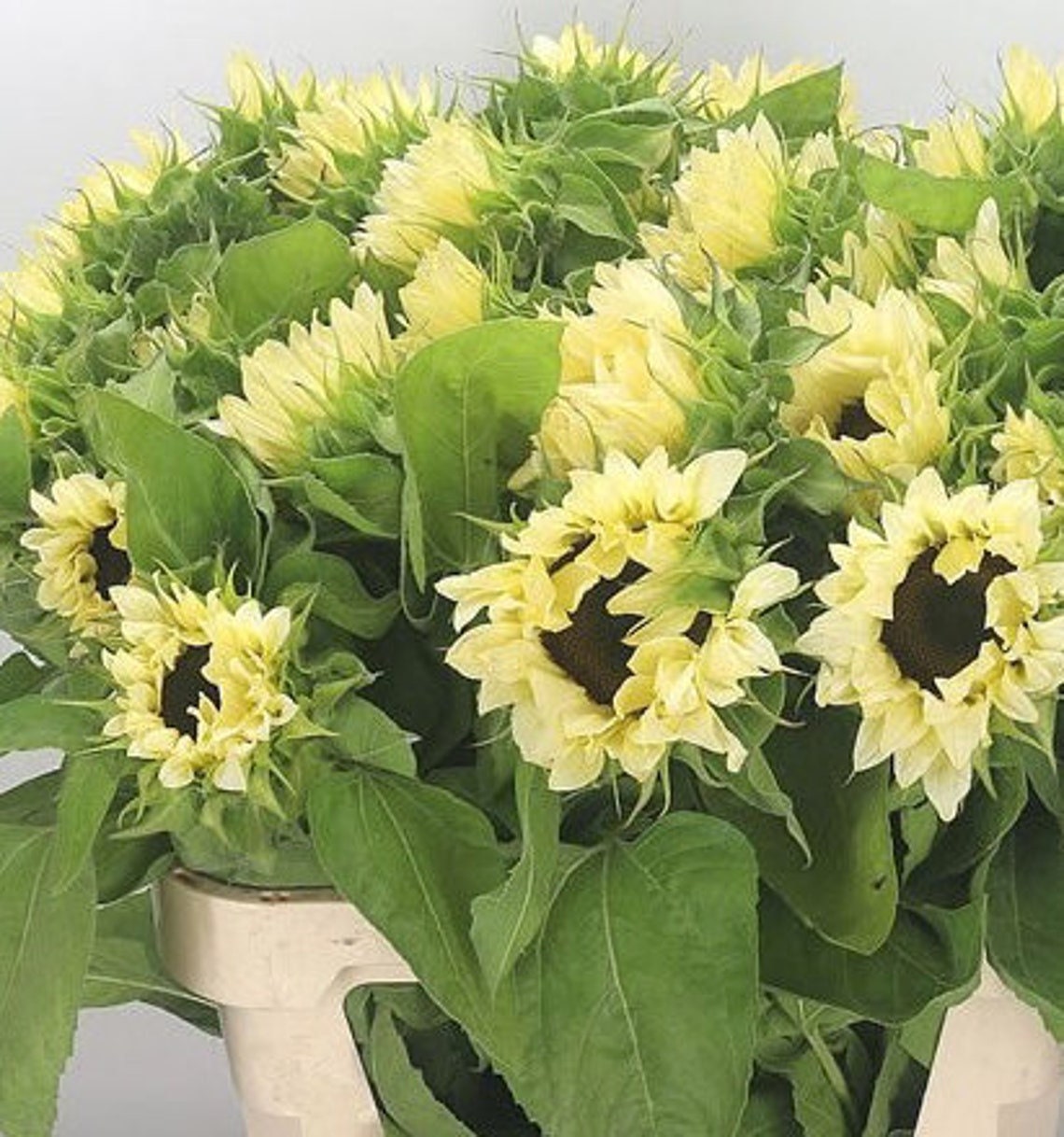 Procut White Nite Sunflower Seed 20 Seeds | Etsy