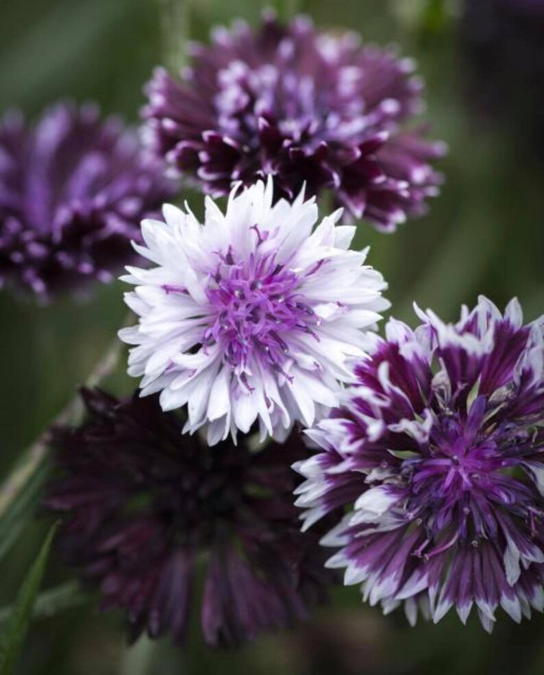 Bachelor's Button - Classic Magic 30/pkt - Etsy