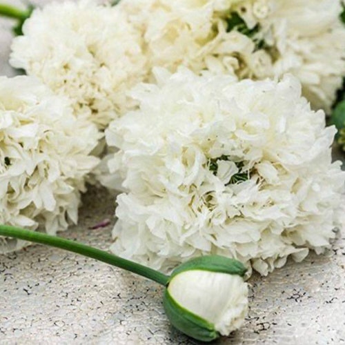 Cream Peony Poppy Flower Seeds / Papaver/ Annual 100 - Etsy