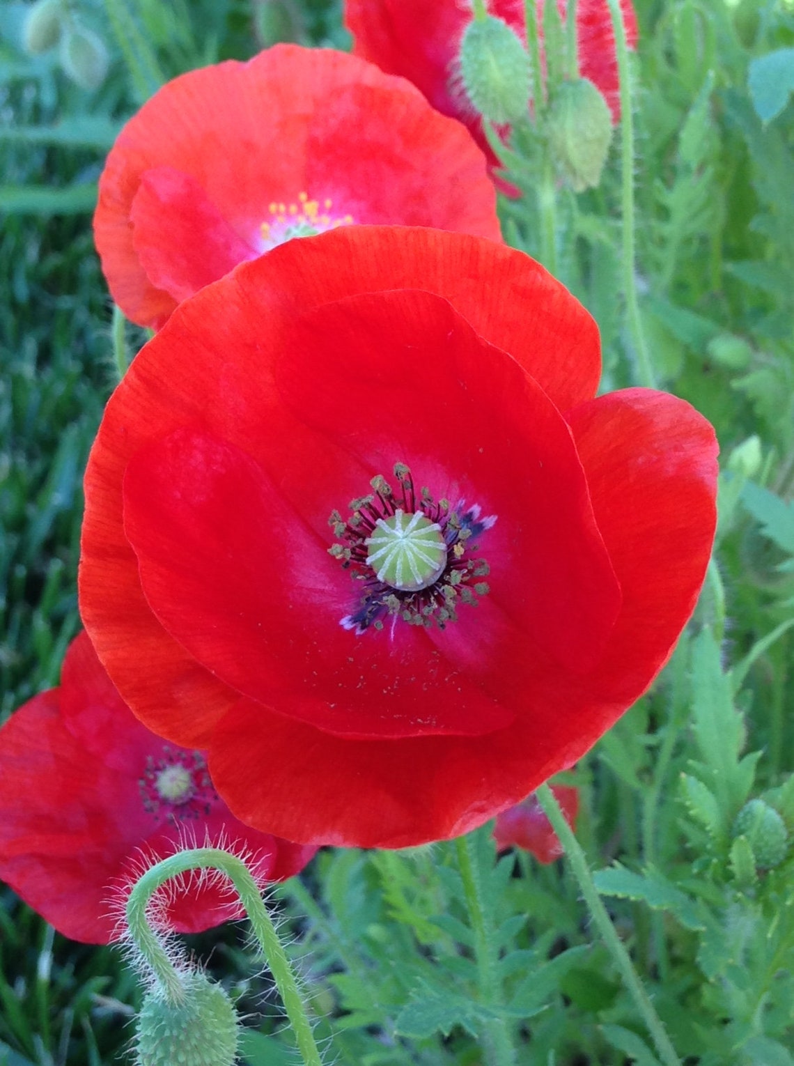 Poppies Flanders Field Poppy 30 Seeds/pkt - Etsy