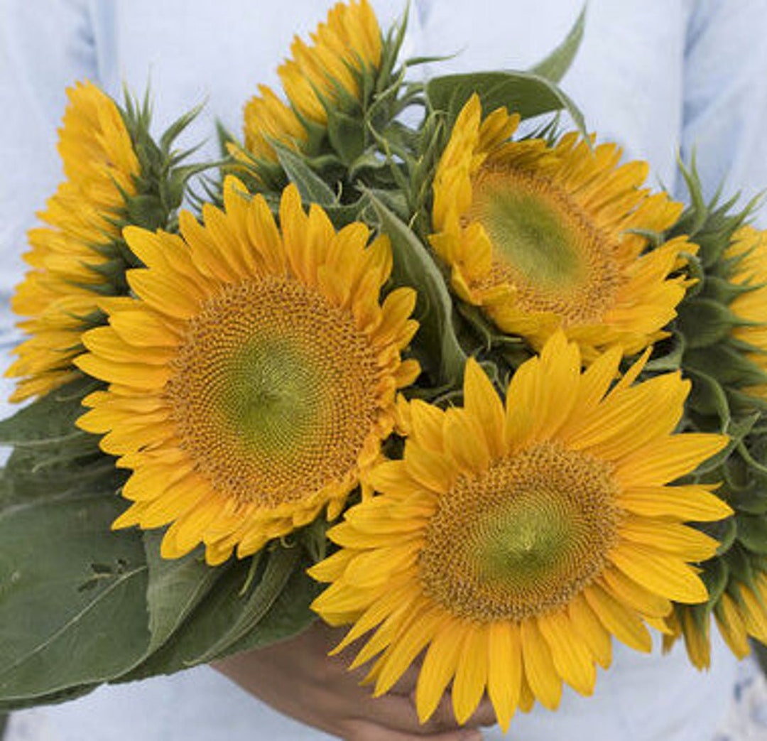 Sunflower 'SUNRICH Gold 20/pkt - Etsy