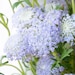 Lacey Lavender Blue Didiscus - Etsy