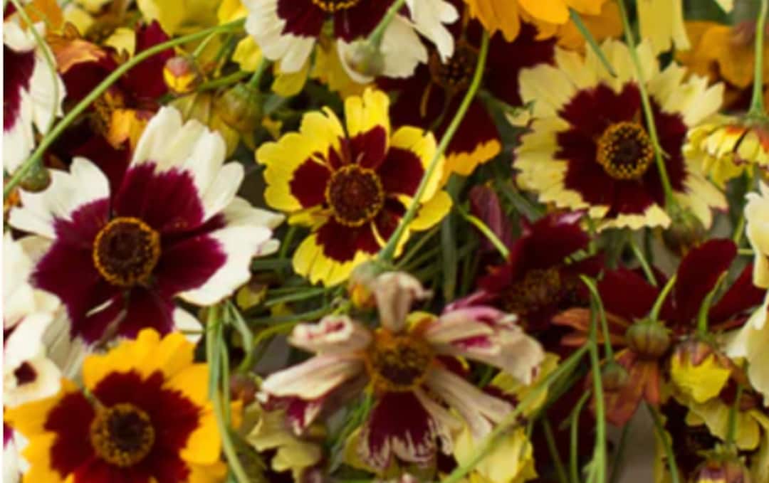 Coreopsis 'incredible ' Tall Florist Type Mix - Etsy