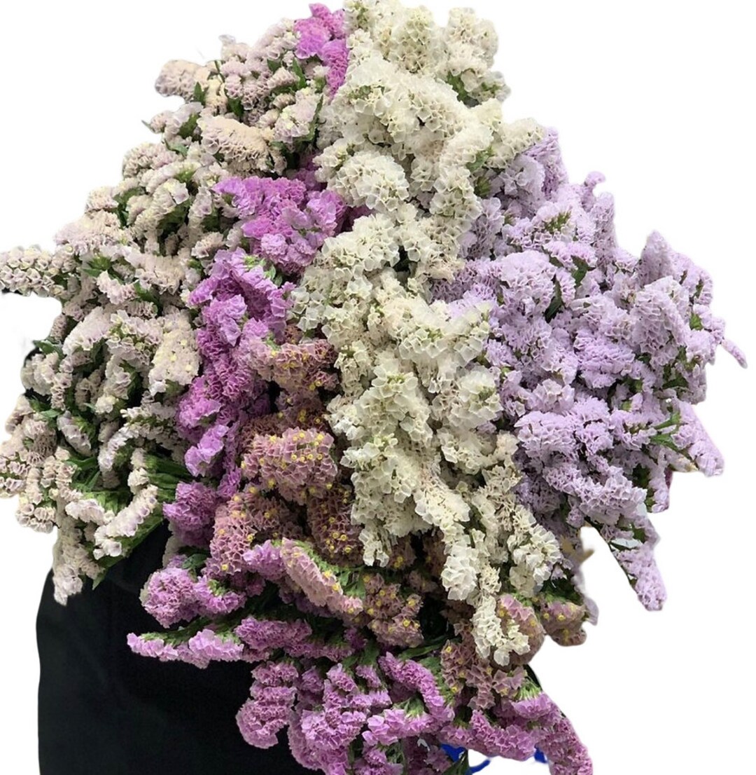 Statice Pastel Mix Florist Type Tall 50 Seeds - Etsy