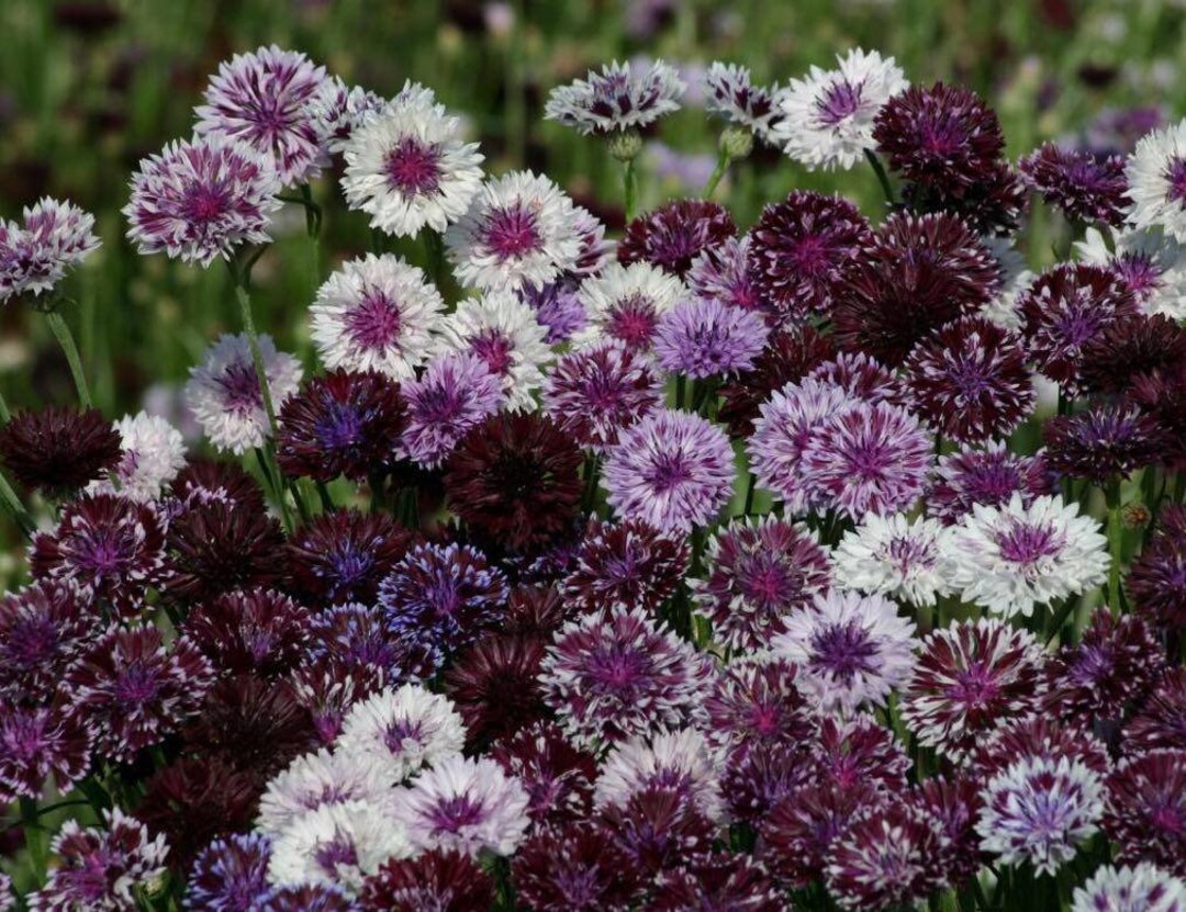 Bachelor's Button - Classic Magic 30/pkt - Etsy