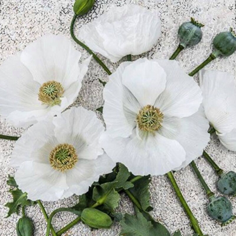 Poppy Seeds - Etsy