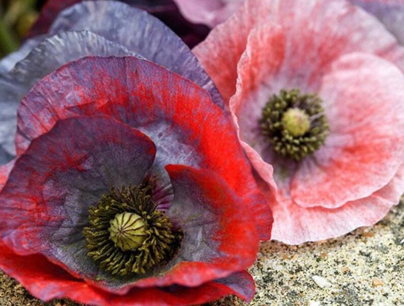 POPPY mother of Pearl 30/pkt - Etsy