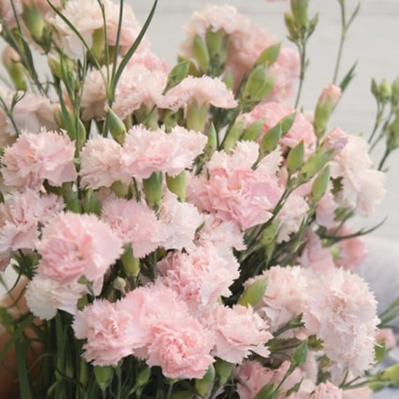 CARNATION 'LA FRANCE ' Heirloom 30/pkt - Etsy