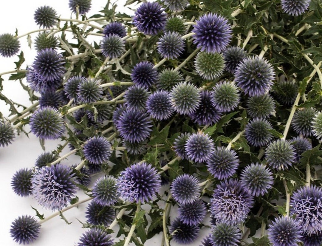 Echinops RITRO BLUE 30 Seeds/pkt - Etsy