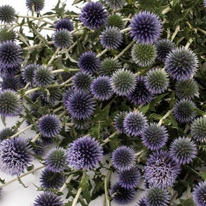 Echinops RITRO BLUE 30 Seeds/pkt - Etsy