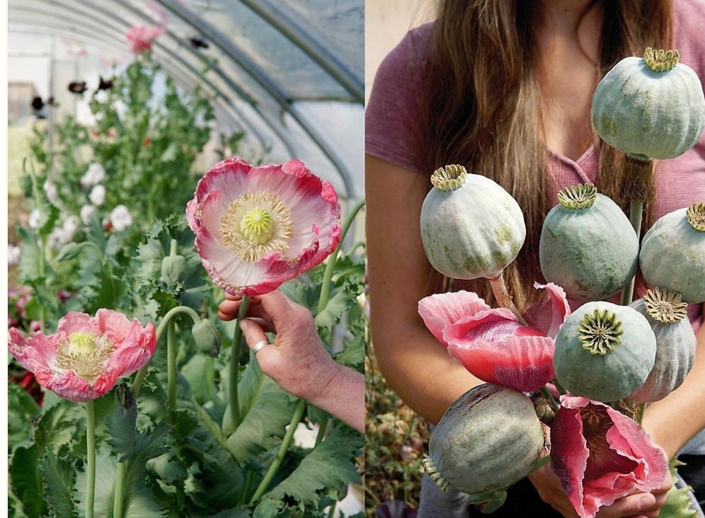 Giant Rattle Poppy Bowling Ball - Etsy