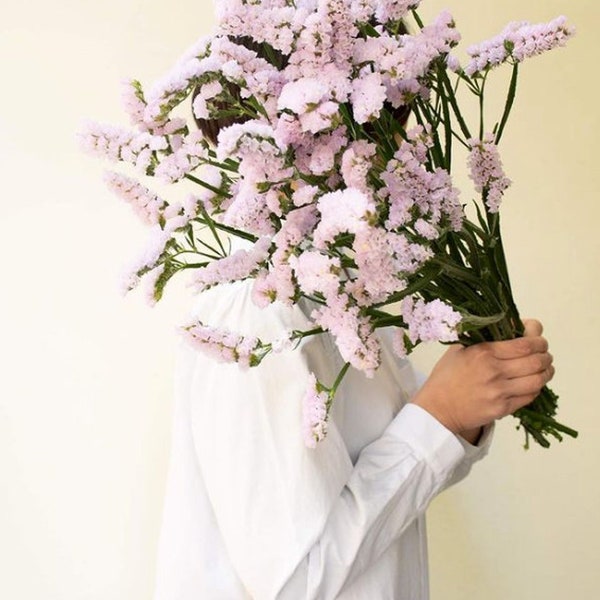 Statice Seeds - Etsy