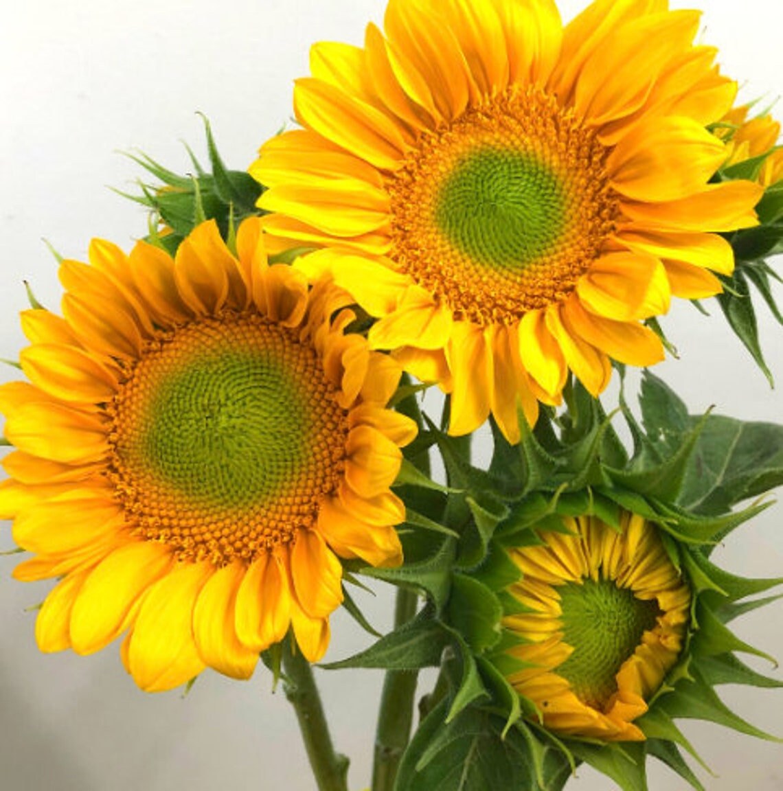 Sunflower Seeds ' Procut Gold Lite-" 20 Seeds/pkt - Etsy