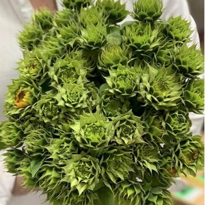 Sunflower 'sunfill Green' 10 Seeds/pkt - Etsy