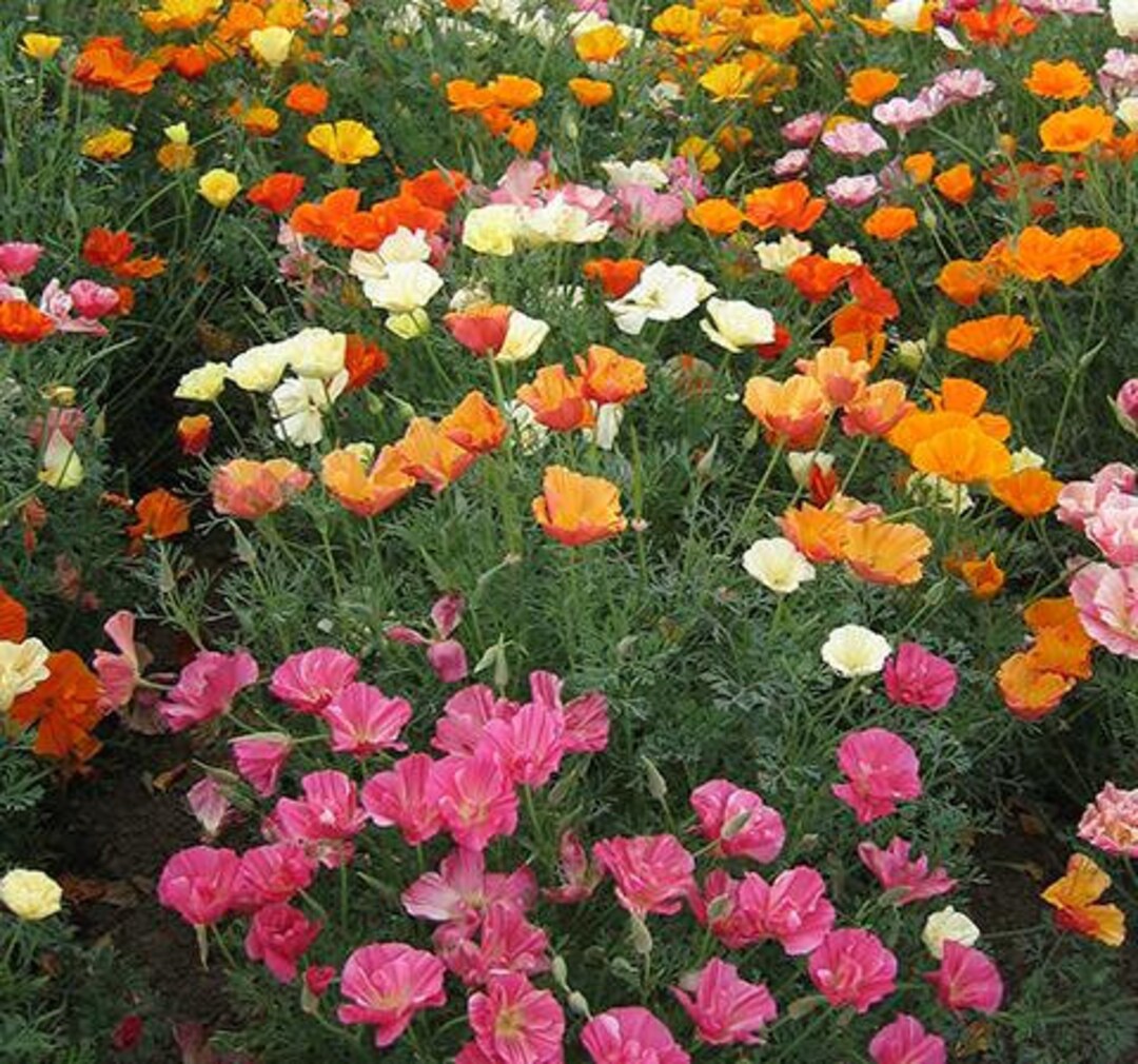 Poppy Mission Bells 30 Seeds - Etsy