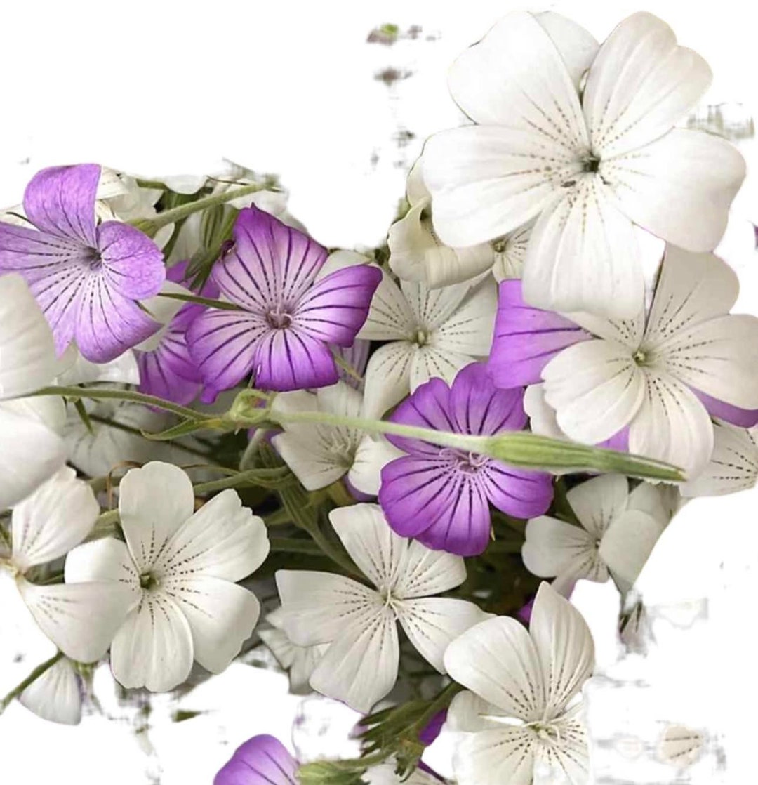 Corn Cockle ‘milas Mix ' Agrostemma Githago Seeds - Etsy