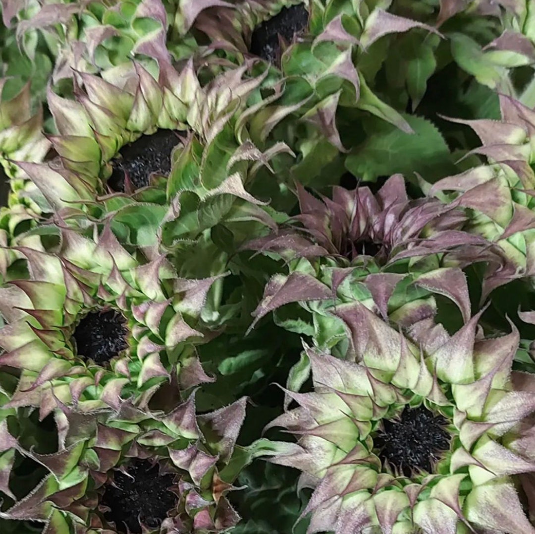 Sunflower 'sunfill Purple' 10 Seeds/pkt - Etsy