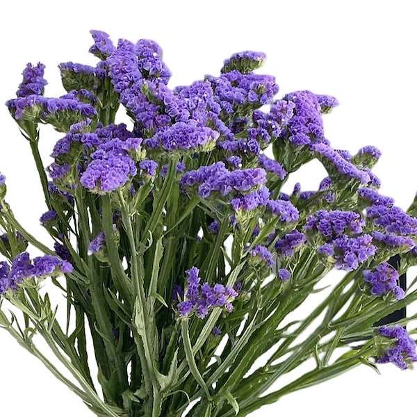 Statice Seeds - Etsy