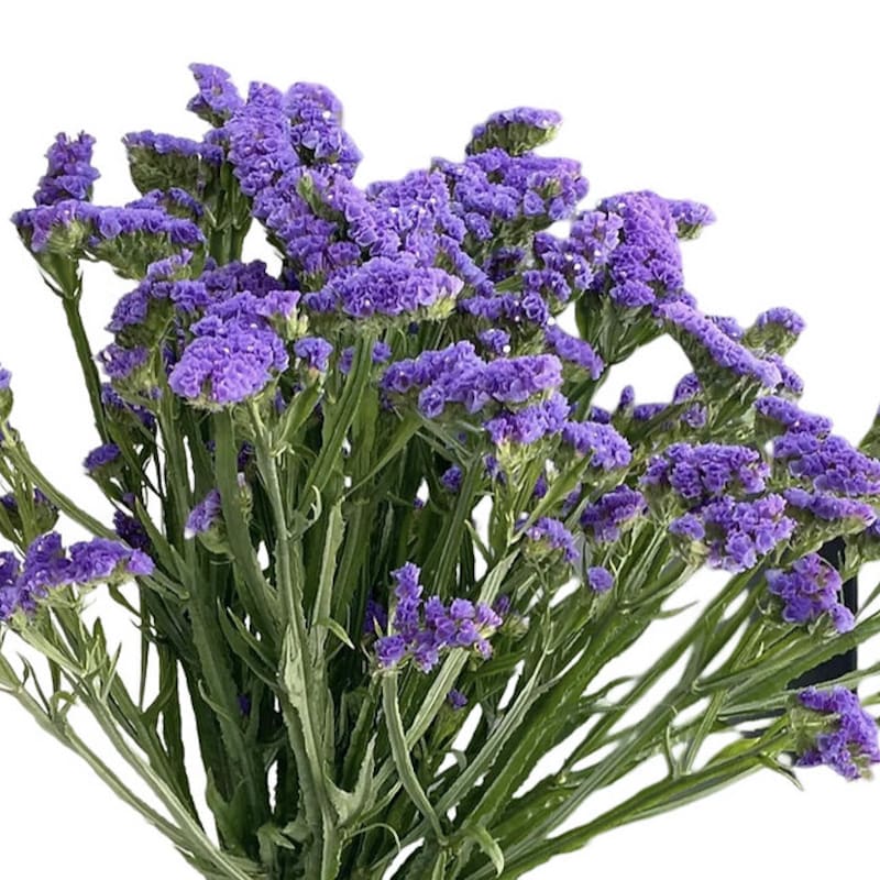 Statice Seeds - Etsy