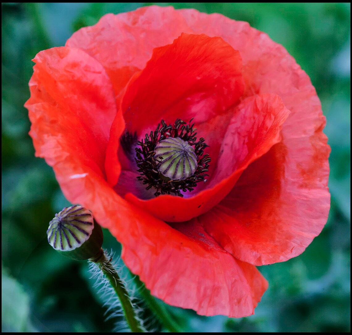 Poppies Flanders Field Poppy 30 Seeds/pkt - Etsy