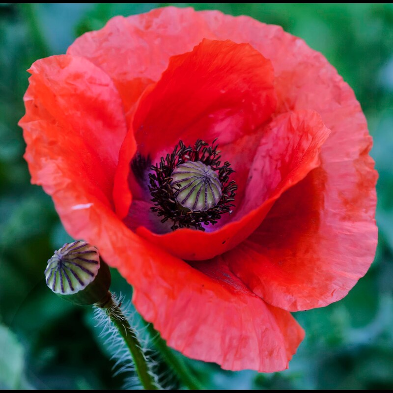 Flanders Poppy - Etsy