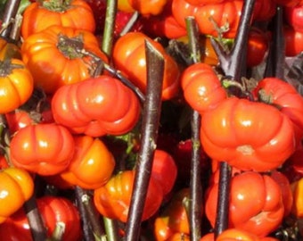 Pumpkin on A Stick Seeds Ornamental Pumpkin Eggplant Tree Heirloom USA ...