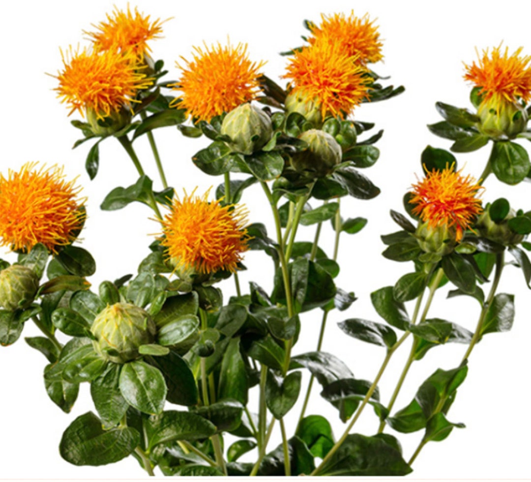 Safflower Carthamus QIS 'zanzibar' 100 Seeds - Etsy