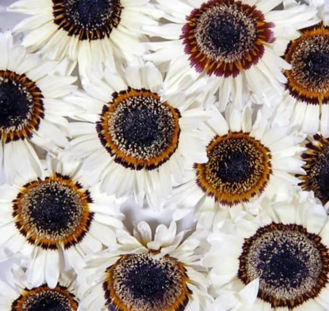 Daisy Venidium Fastuosum White Zulu Prince - Etsy