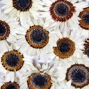 Daisy Venidium Fastuosum White Zulu Prince - Etsy