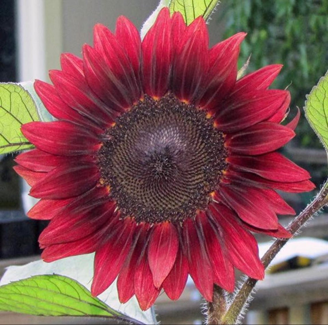 Sunflower pro Cut Red 20 Seeds - Etsy