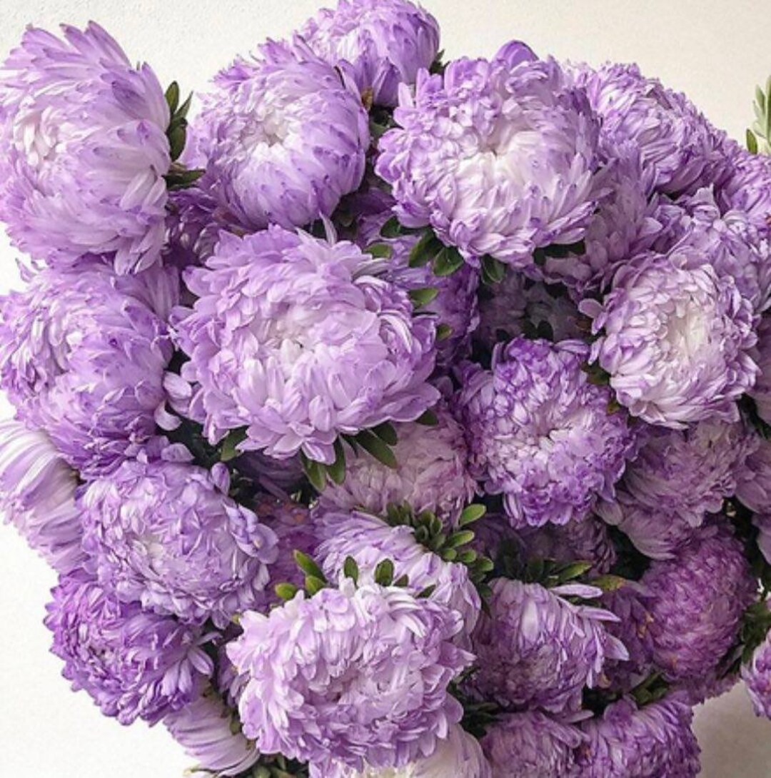 China Aster 'tower Silver ' 30 Seeds - Etsy