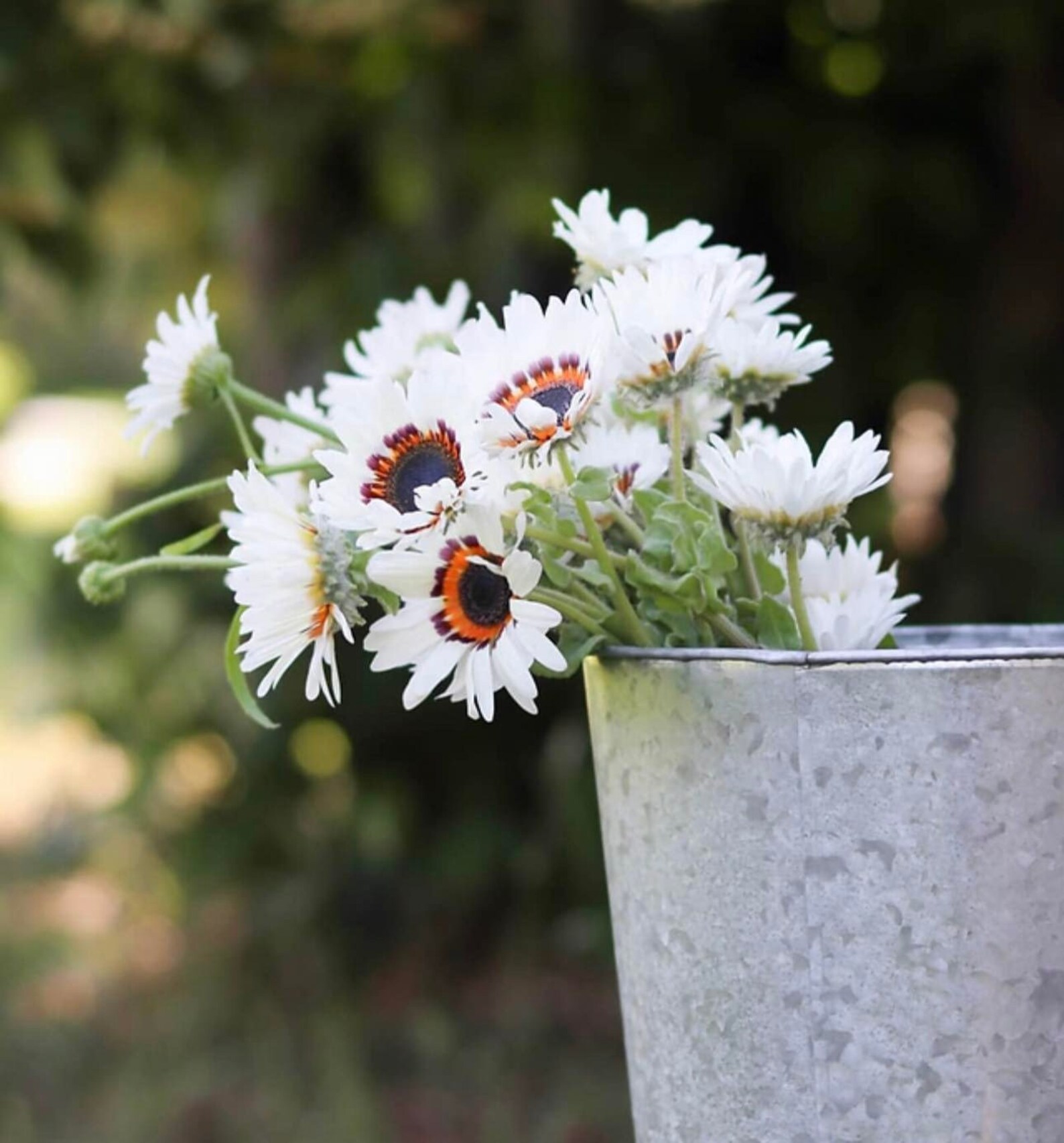 Daisy Venidium Fastuosum White Zulu Prince - Etsy