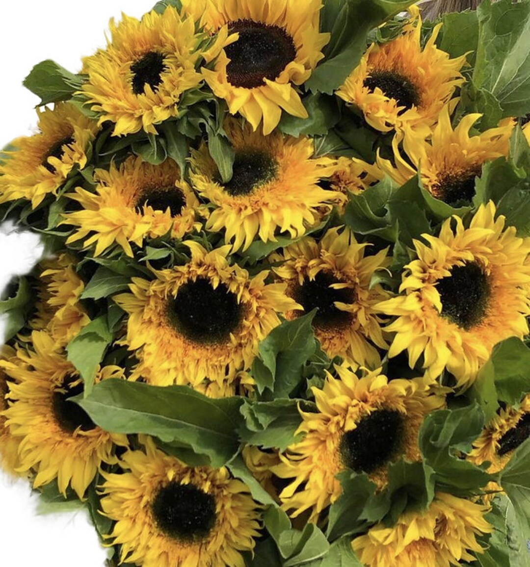 Sunflower Starburst Panache - Etsy