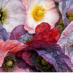 POPPY "mother of Pearl" 30/pkt - Etsy