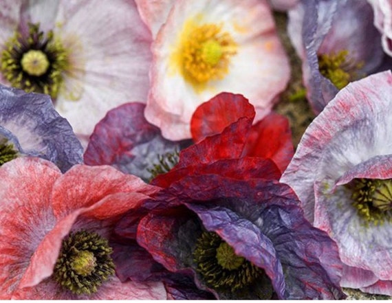 POPPY mother of Pearl 30/pkt - Etsy